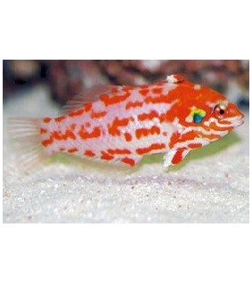 Macropharyngodon choati , Choatis Lippfisch