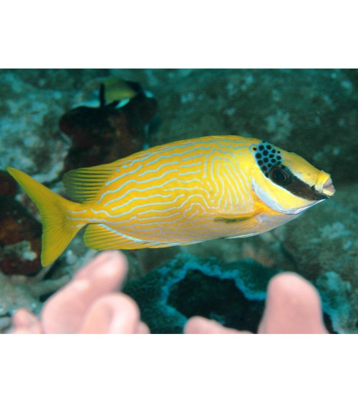 Siganus puellus, Masken-Kaninchenfisch, Kaninchenfisch