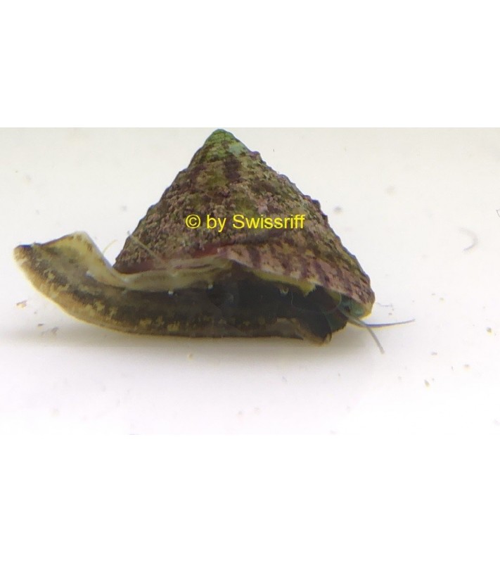 Turbo setosus, Turboschnecke, Schnecke