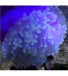 Heteractis Magnifica (Yellow), Prachtanemone, Mauritiusanemone, Anemone