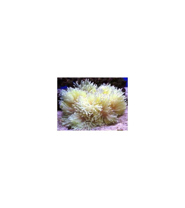 Heteractis malu, Hawaii-Anemone, Anemone