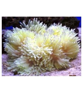 Heteractis malu, Hawaii-Anemone, Anemone