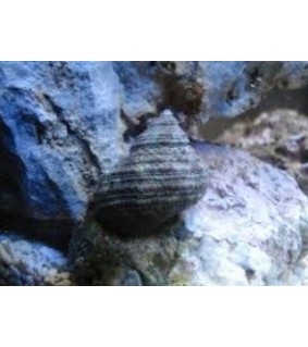 Turbo setosus, Turboschnecke, Schnecke