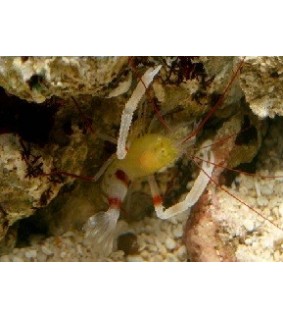 Stenopus Zanzibaricus, Zanzibar-Scherengarnele, Garnele