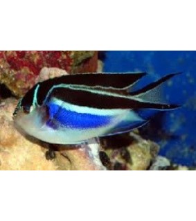 Genicanthus Bellus (Female), Pracht-Lyrakaiserfisch, Kaiserfisch