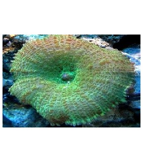 Discosoma sp. green, Scheibenanemone grün