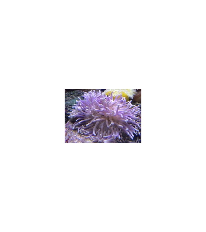Heteractis malu Lila, Hawaii-Anemone, Anemone