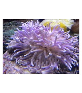 Heteractis malu Lila, Hawaii-Anemone, Anemone